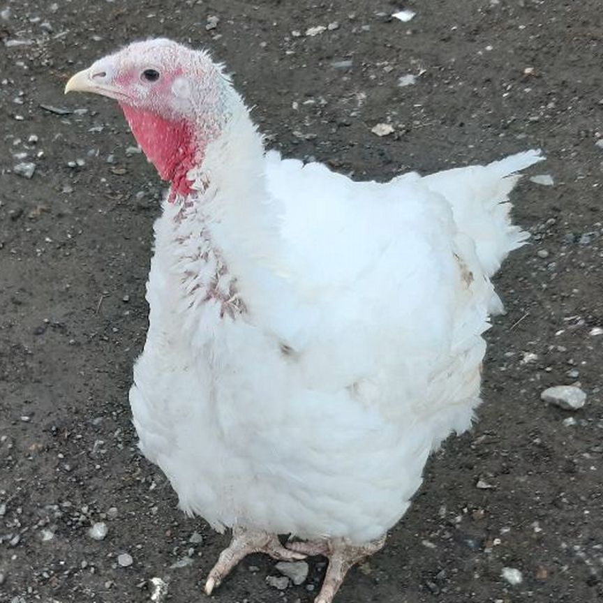 Индюки домашние на мясо