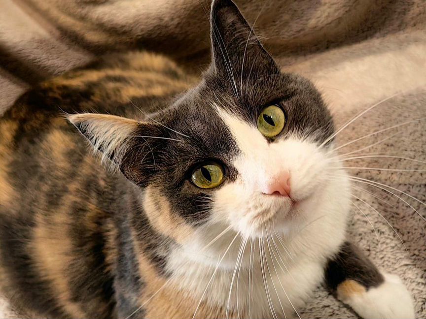 Сильва в добрые руки