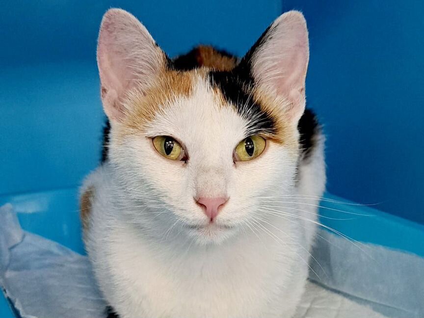 Нежная кошечка Масяня после операции ждёт улица