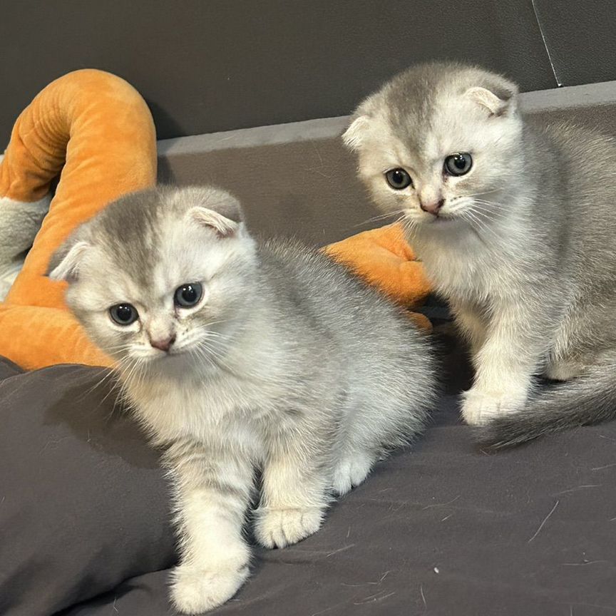Шотландские вислоухие котята