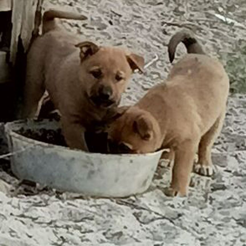 Два щенка на пристрой