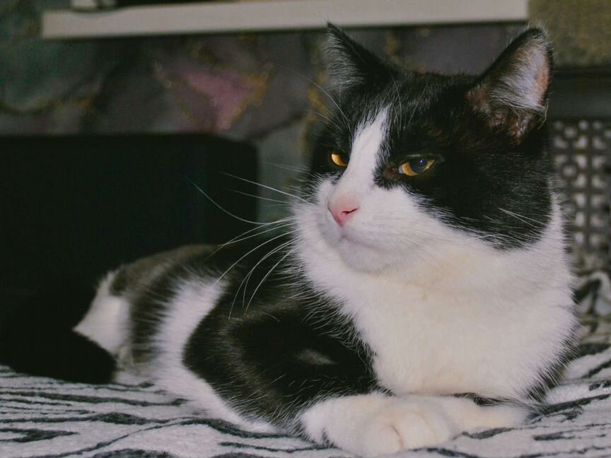 Котик в добрые руки