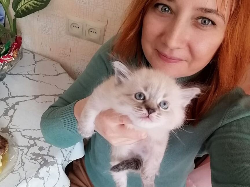 Котята породы Невская маскарадная