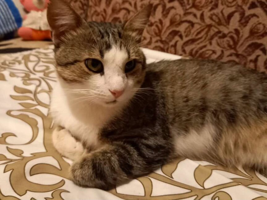 Кот в дар