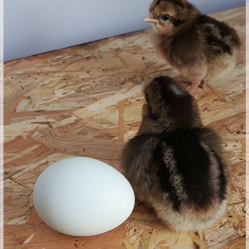 Цыплята несушки Легбар, голубое яйцо