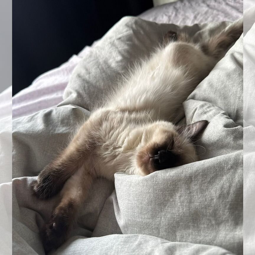 Сиамский котёнок