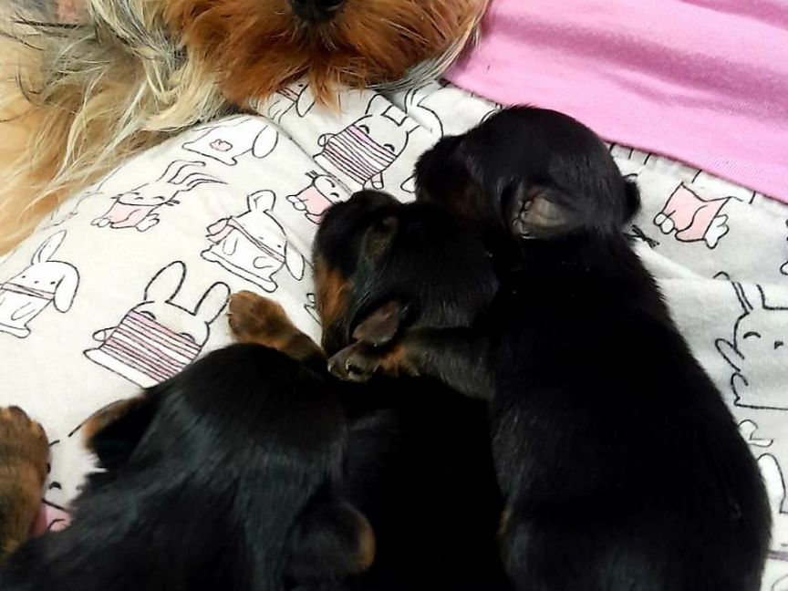 Йоркширский терьер