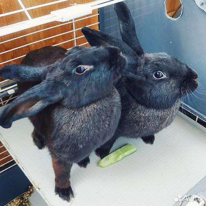 Кролик (отдам бесплатно)