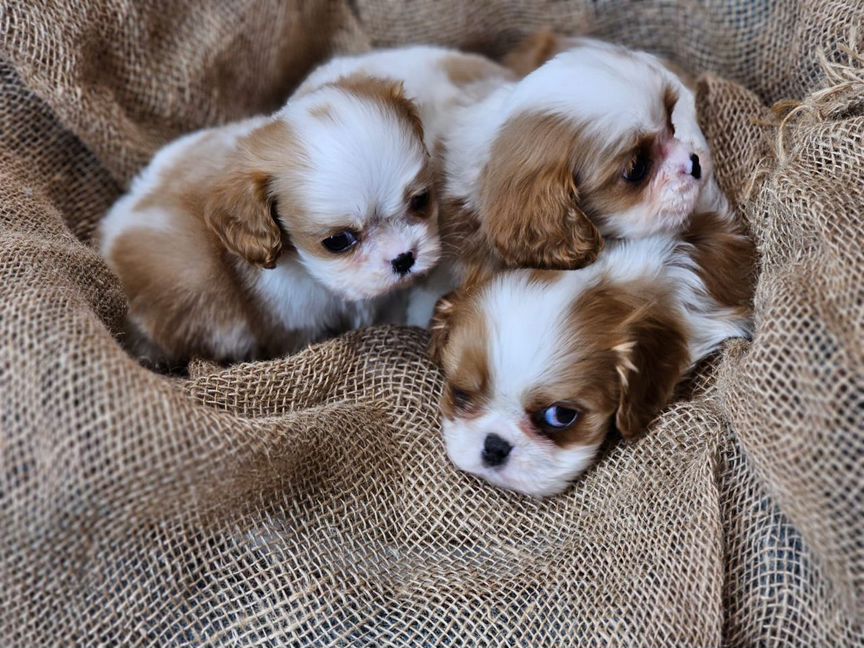 Кавалер кинг чарльз миники