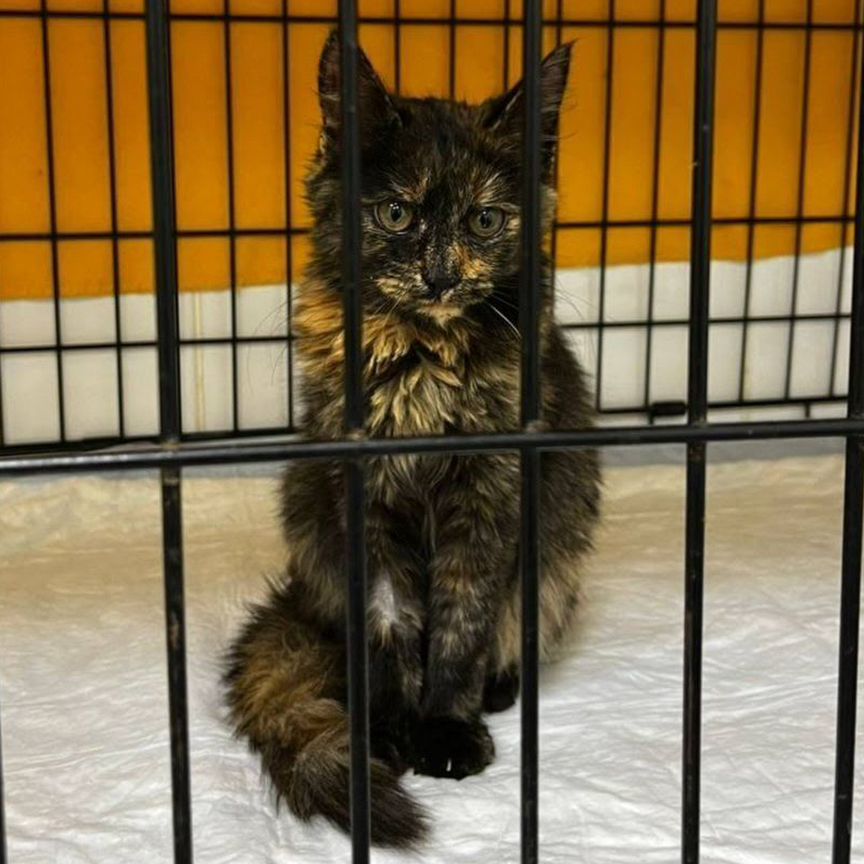 Мейн-кун котёнок