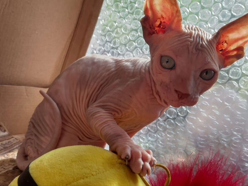 Канадский сфинкс детки