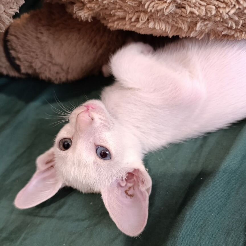 Котята бронь