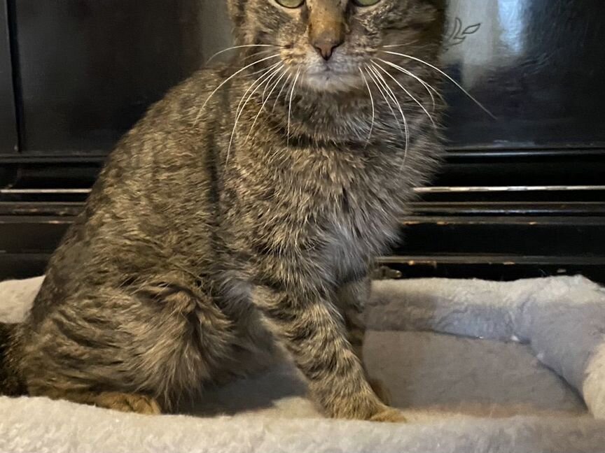 Благодарный кот ласкуша