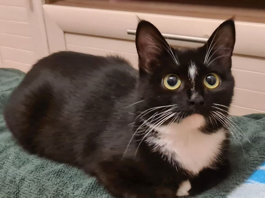 Кошка и котята
