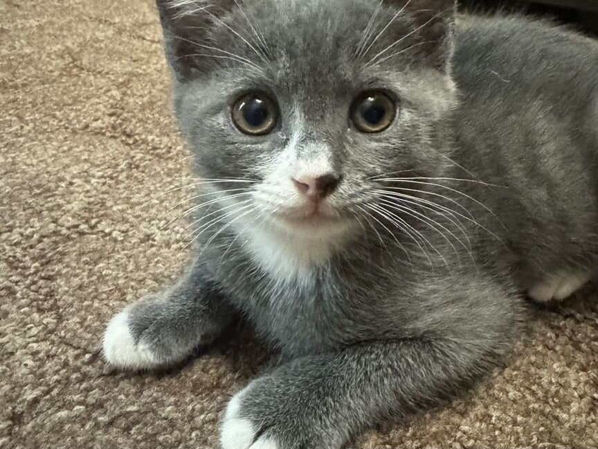 Котик-малышик в добрые и заботливые руки