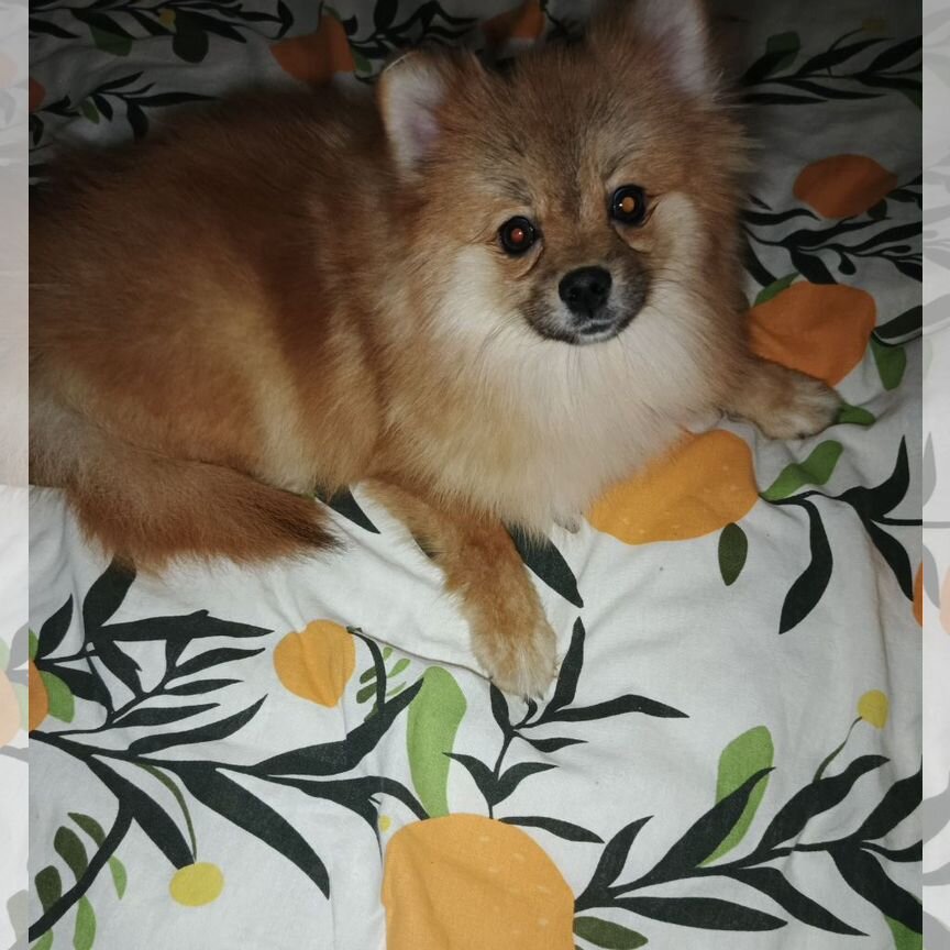 Померанский шпиц, щенок