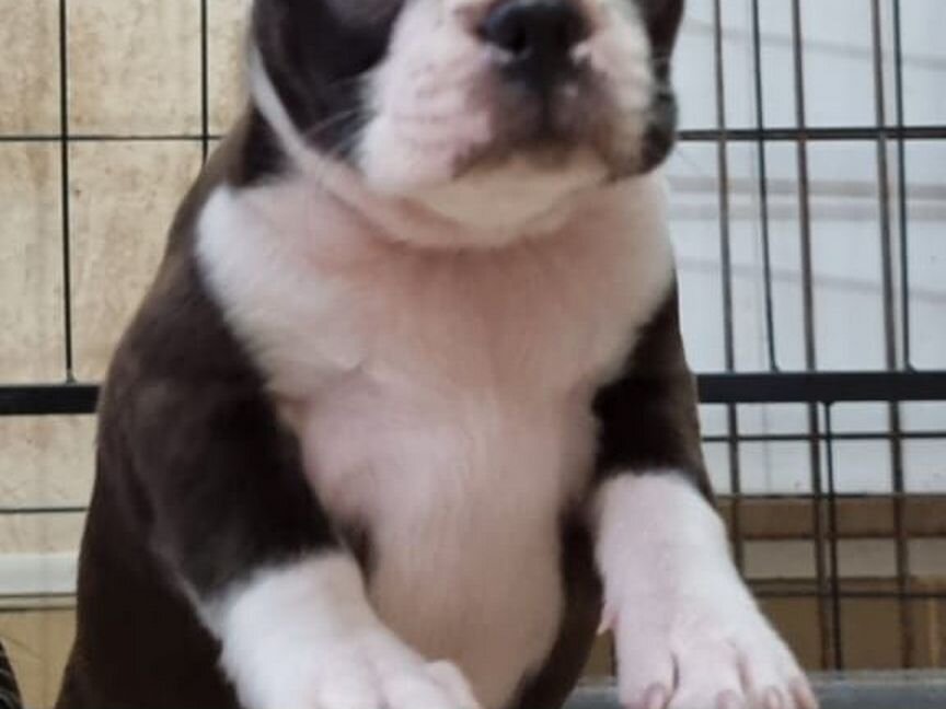 Бостон терьер