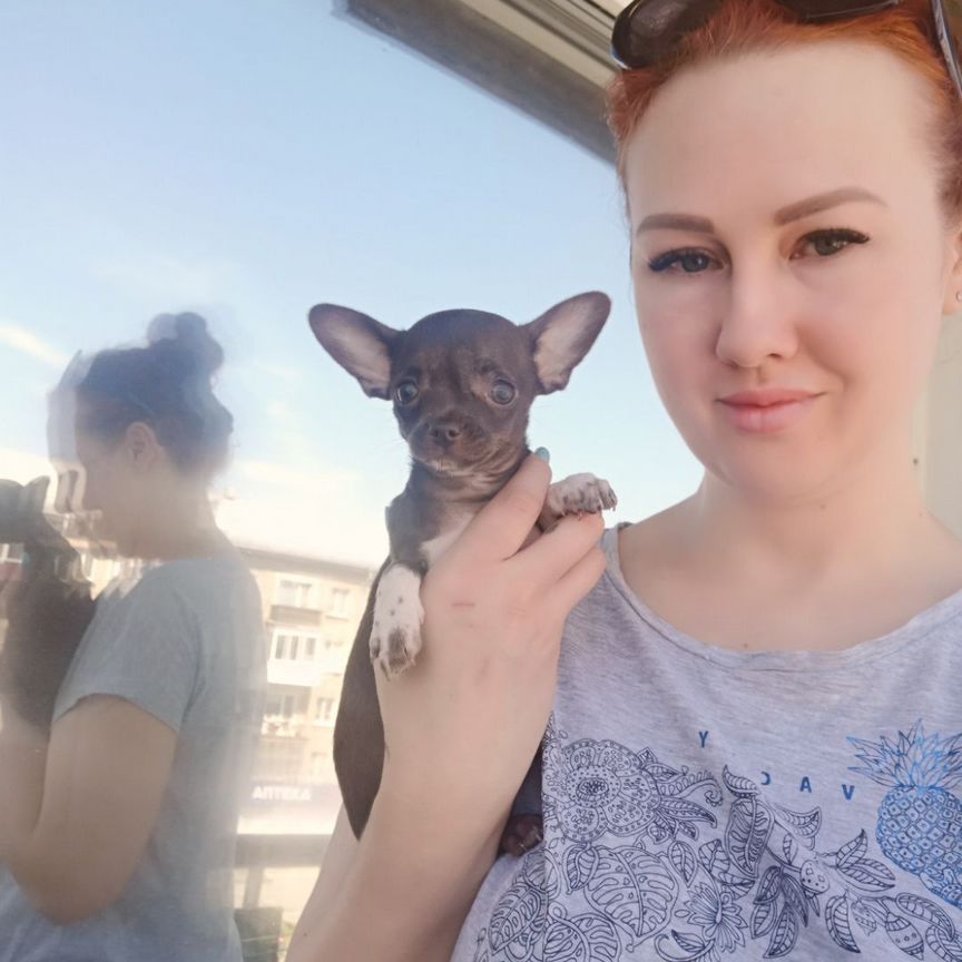 Шоколадка чихуахуа