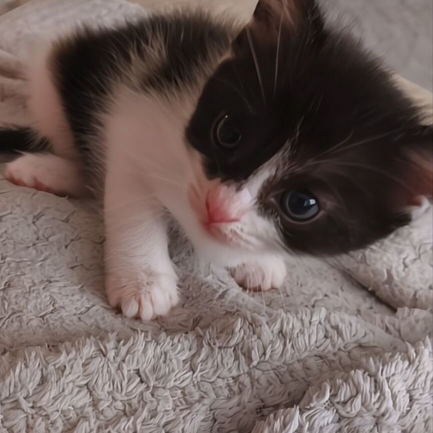 Котёнок в добрые руки