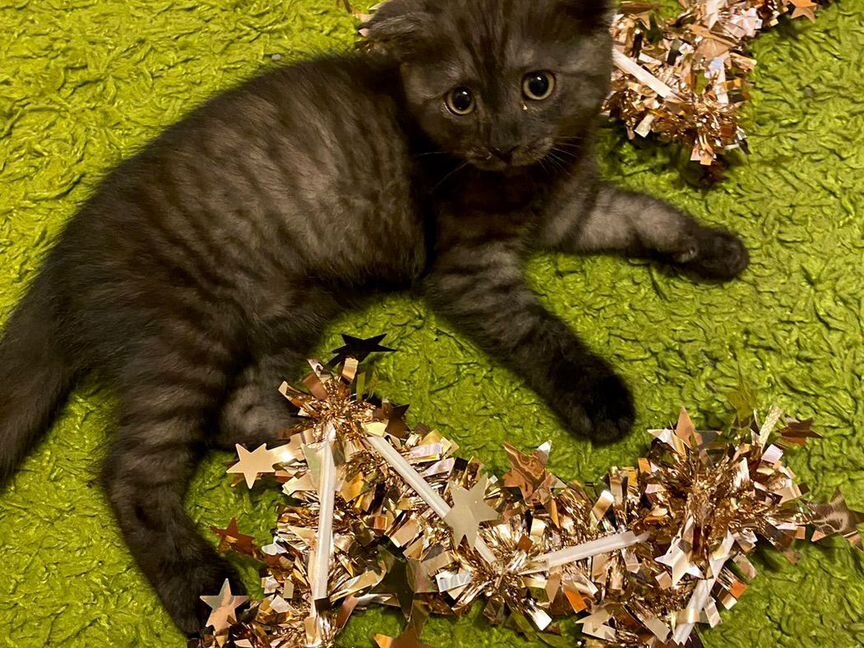 Шотландский вислоухий котенок