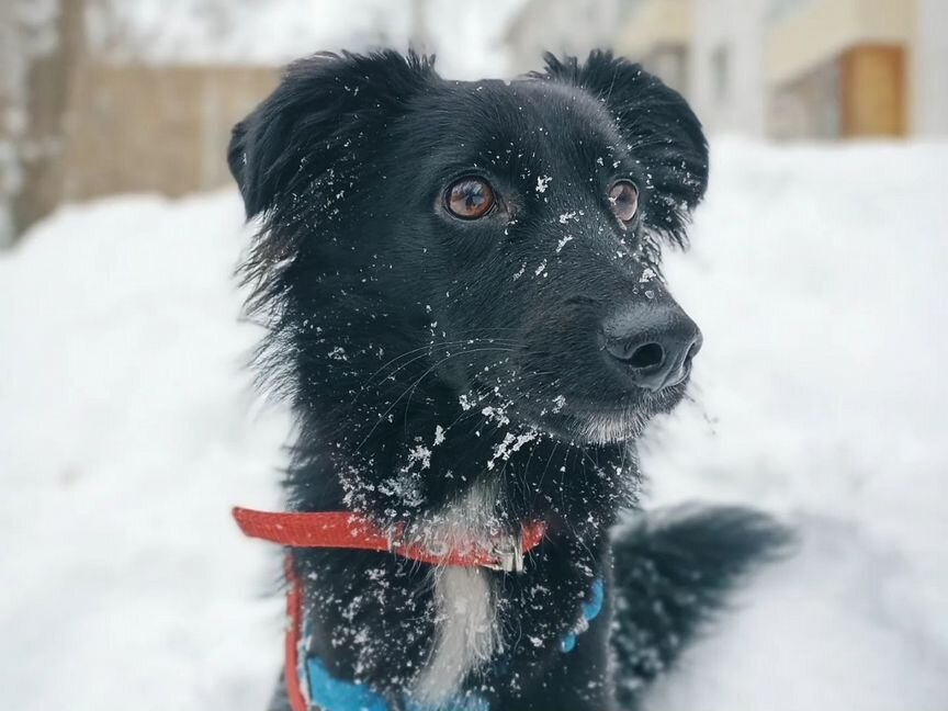 Собака помесь с голландским тульпхондом