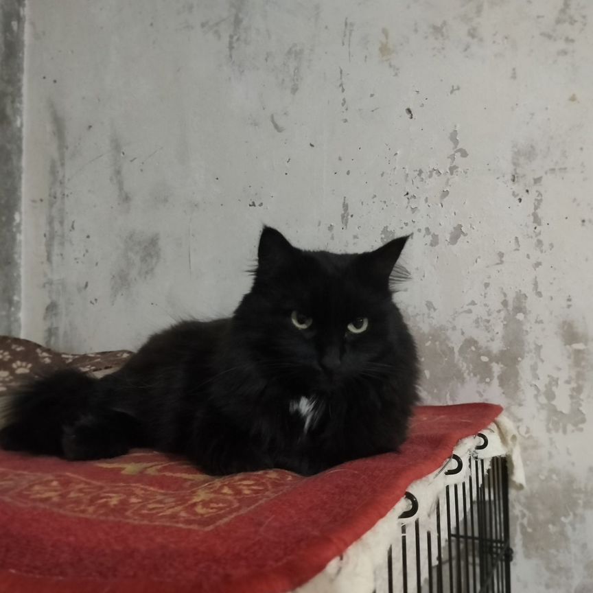 Взрослая, Девочка кошка в добрые руки