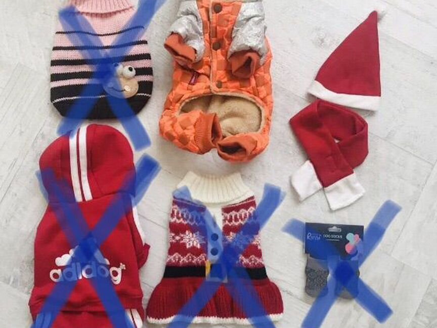 Одежда для собак мелких пород