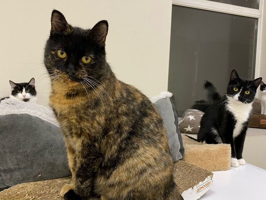 Ласковая и добрая Веста ищет свой дом