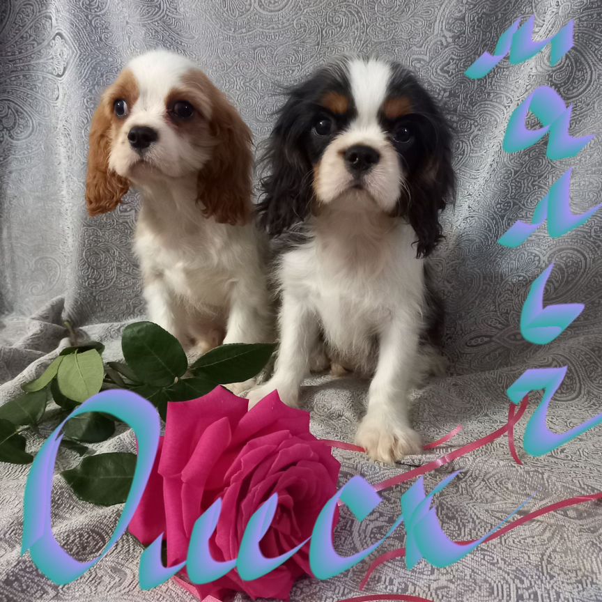 Кавалер Кинг Чарльз спаниель