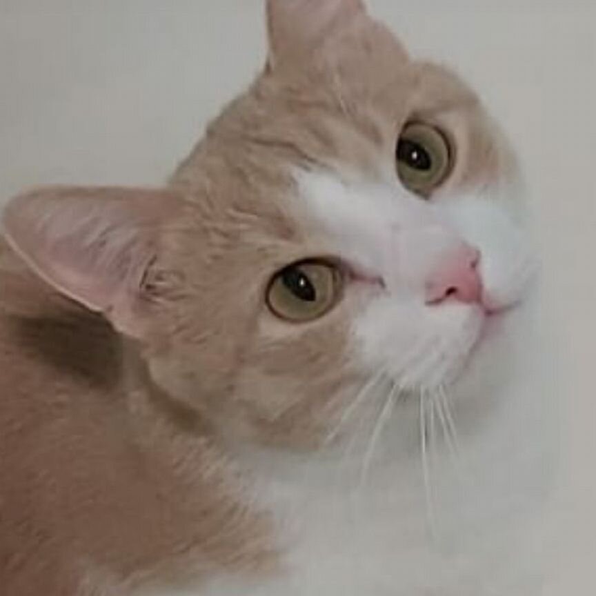 Домашний кот, зовут Персик