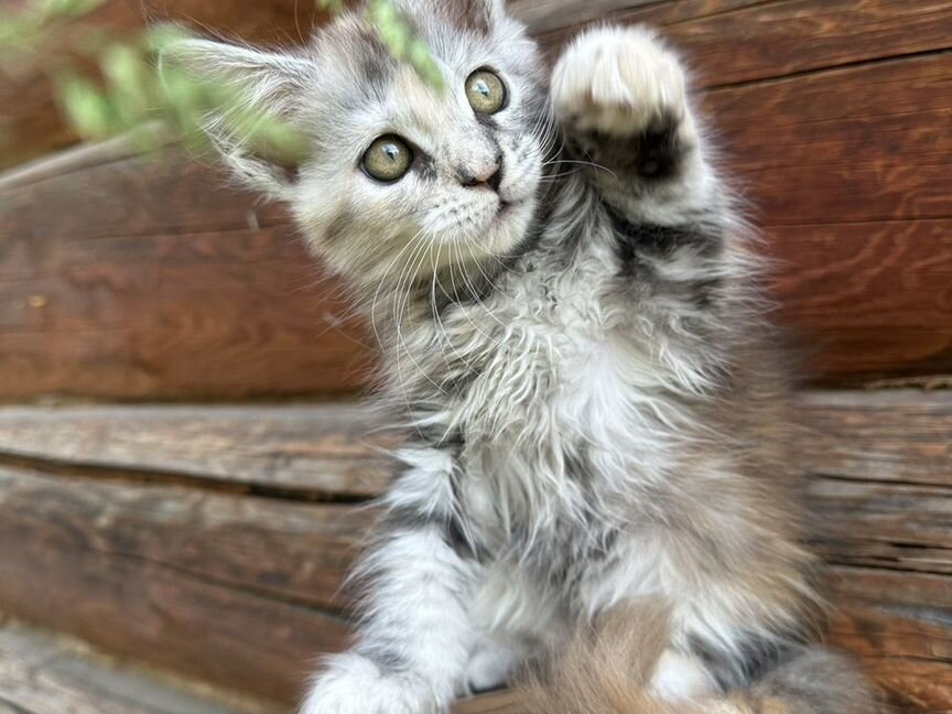 Котенок девочка мейн- кун