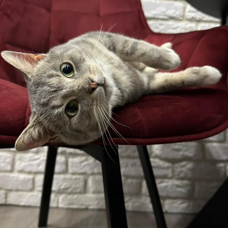 Взрослый кот в добрые руки