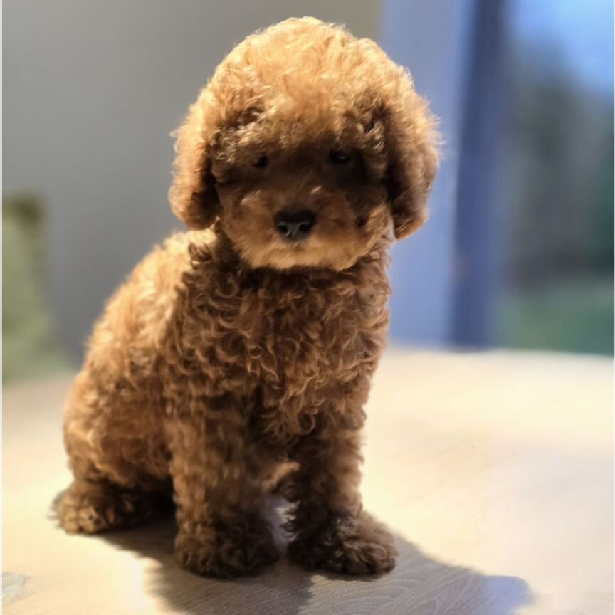 Мальтипу, щенок