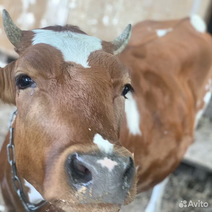 Продаю телку 1,6