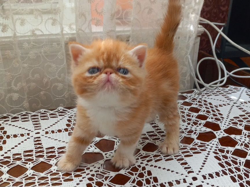 Экзоты с документами