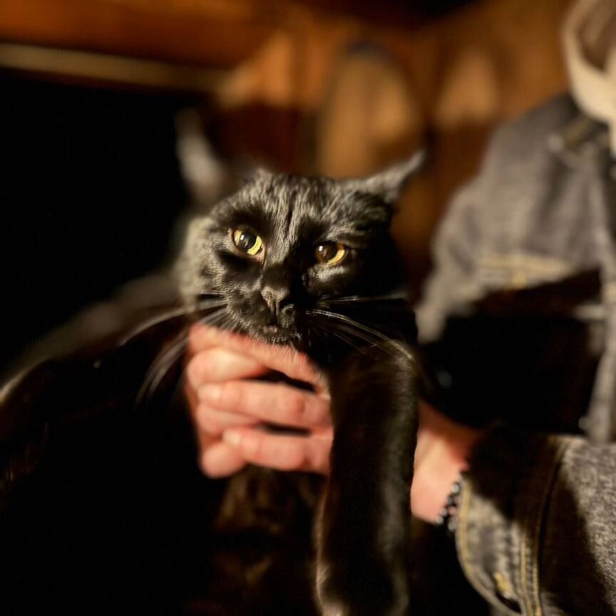 Черные красивые коты