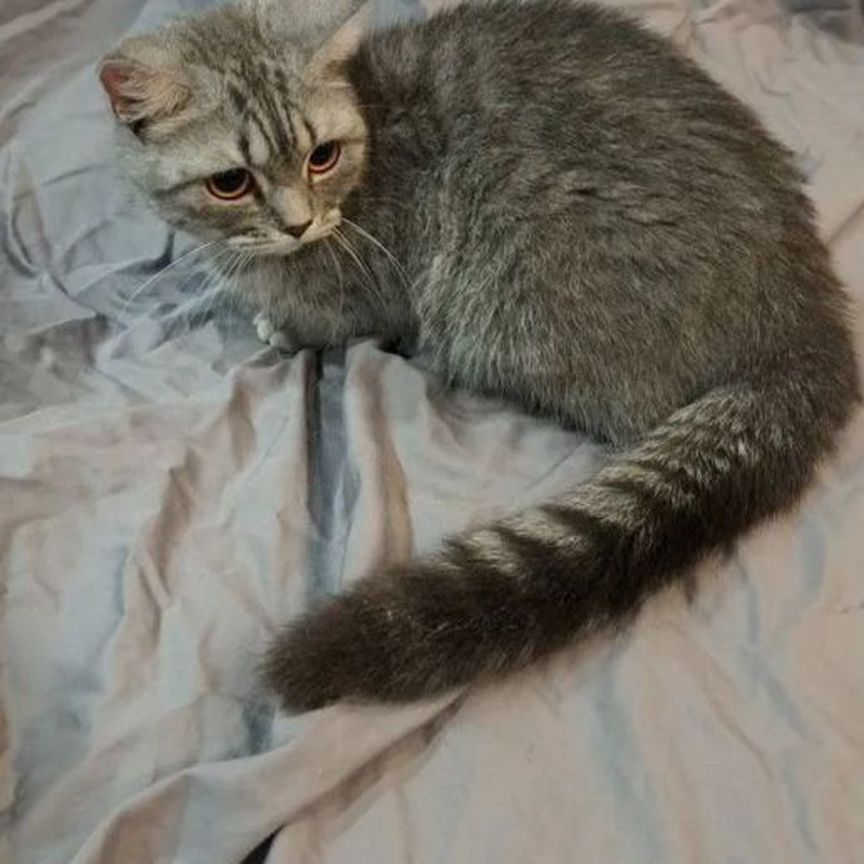Кошечка преданная человеком