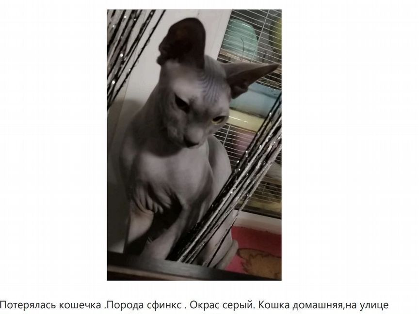 Потерялась кошка. Сфинкс. Новосибирск