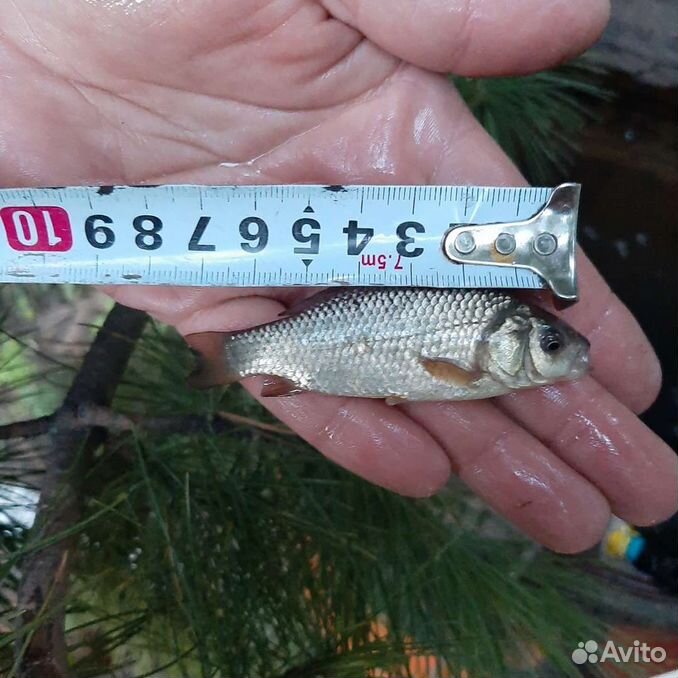 Карась для рыбалки и пруда