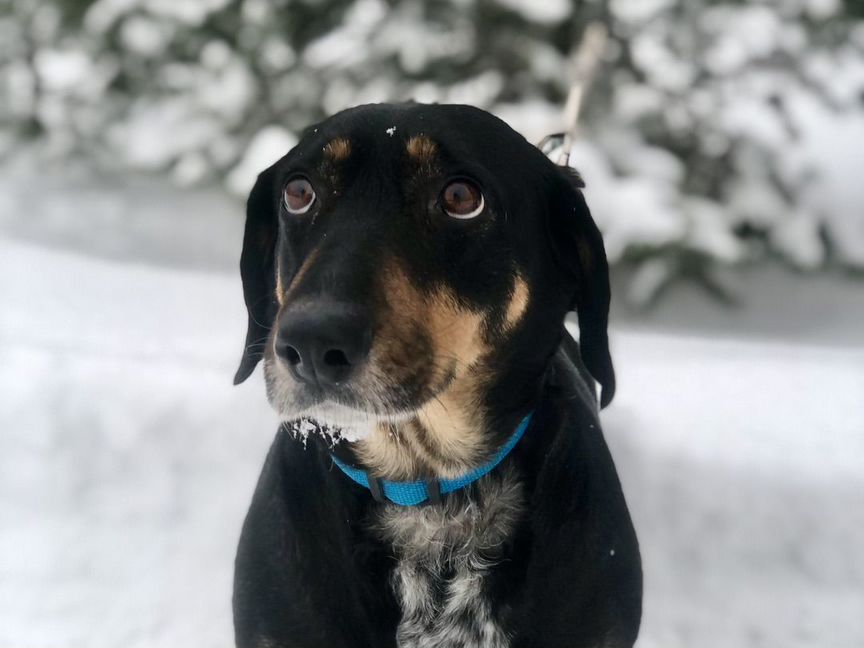 Собака в добрые руки