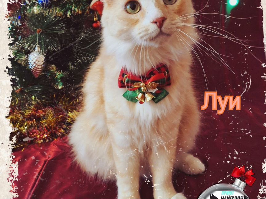 Котик Луи в добрые руки