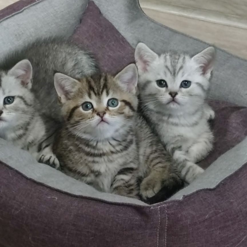 Британские котята Таби(Вискас)