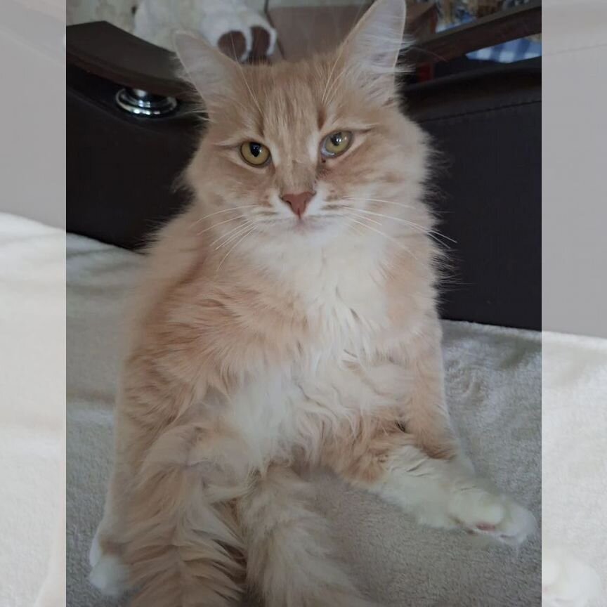 Сибирский, взрослый кот