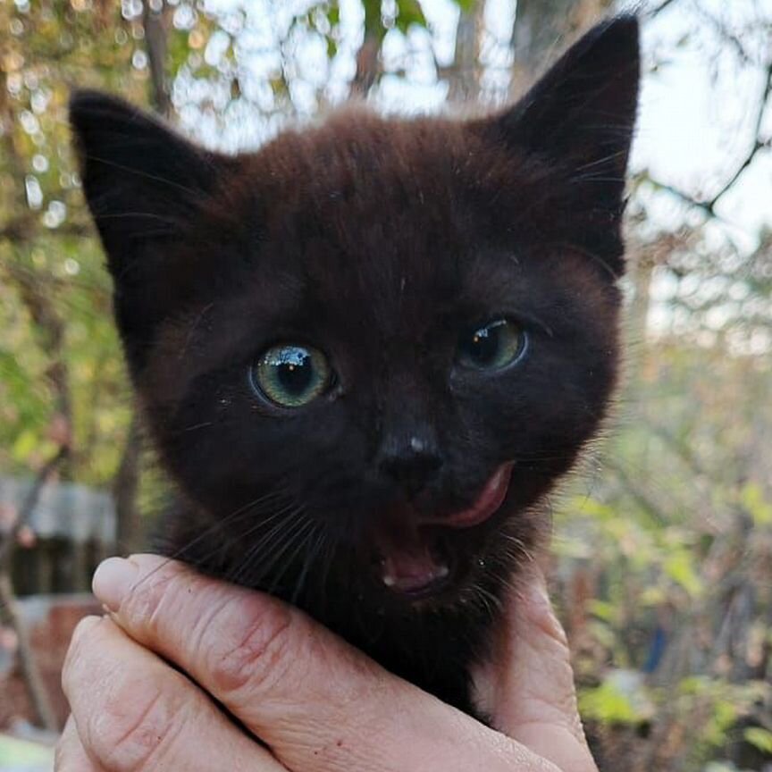 Котёнок в добрые руки