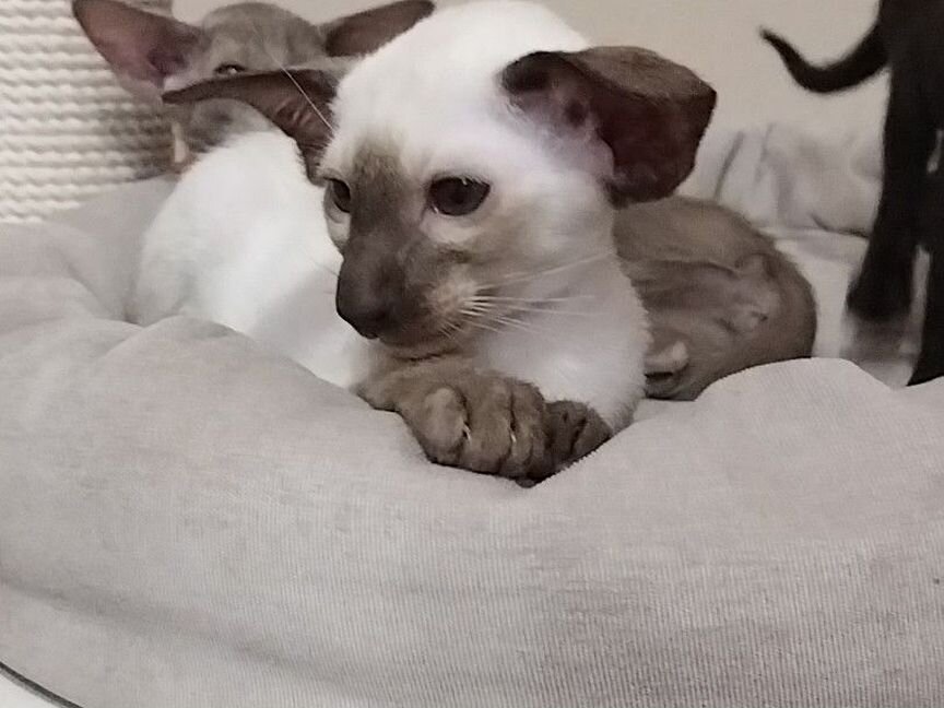 Экстремальный сиамчик