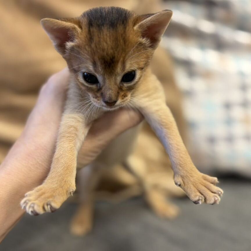 Абиссинский котёнок