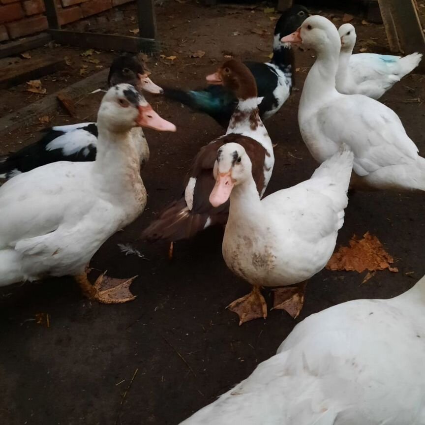 Утки и Селезни