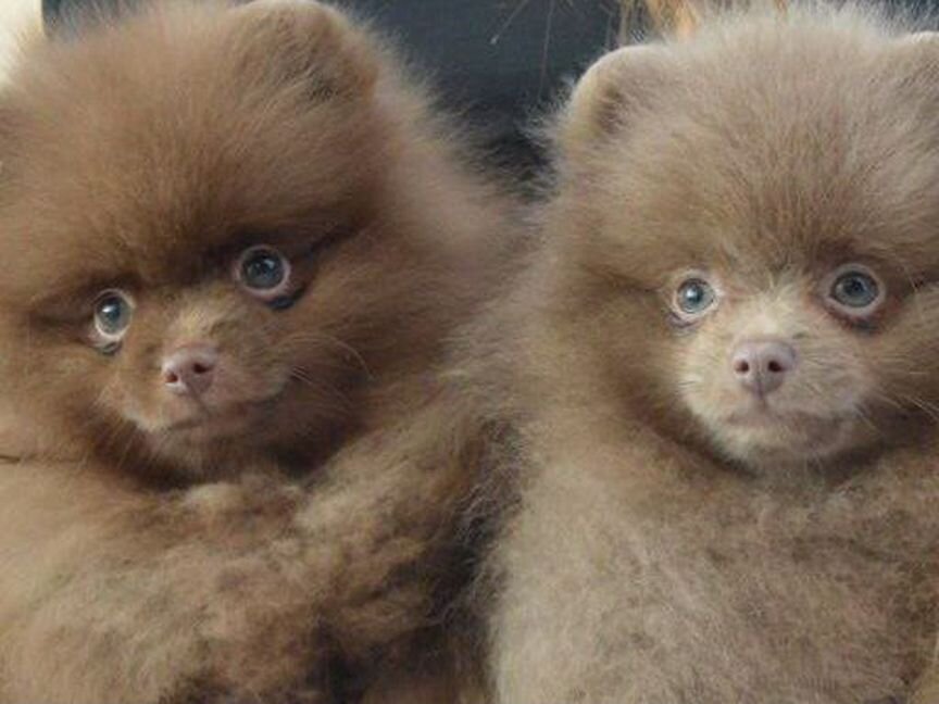 Щенки миниатюрного шпица