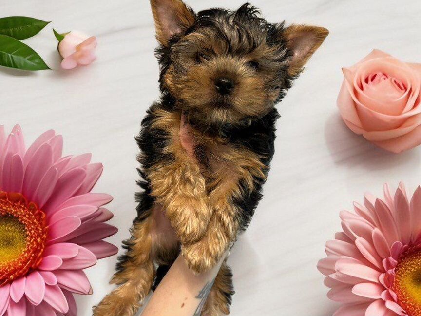 Йоркширский терьер щенок Мальчик