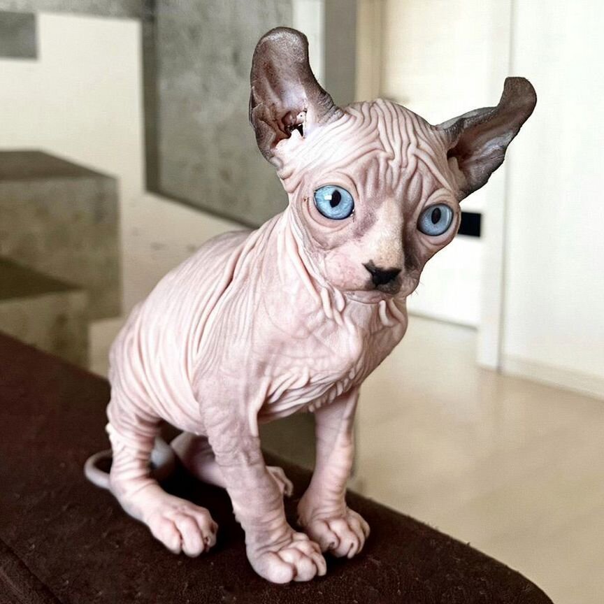 Канадский сфинкс котёнок